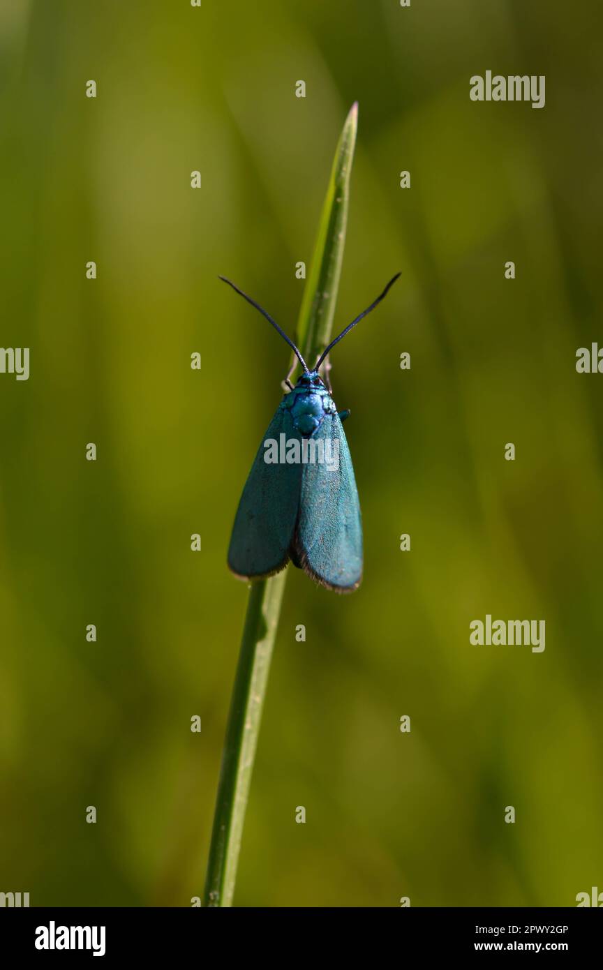 Small blue moth in nature on a plant close up, blue insect with blue ...