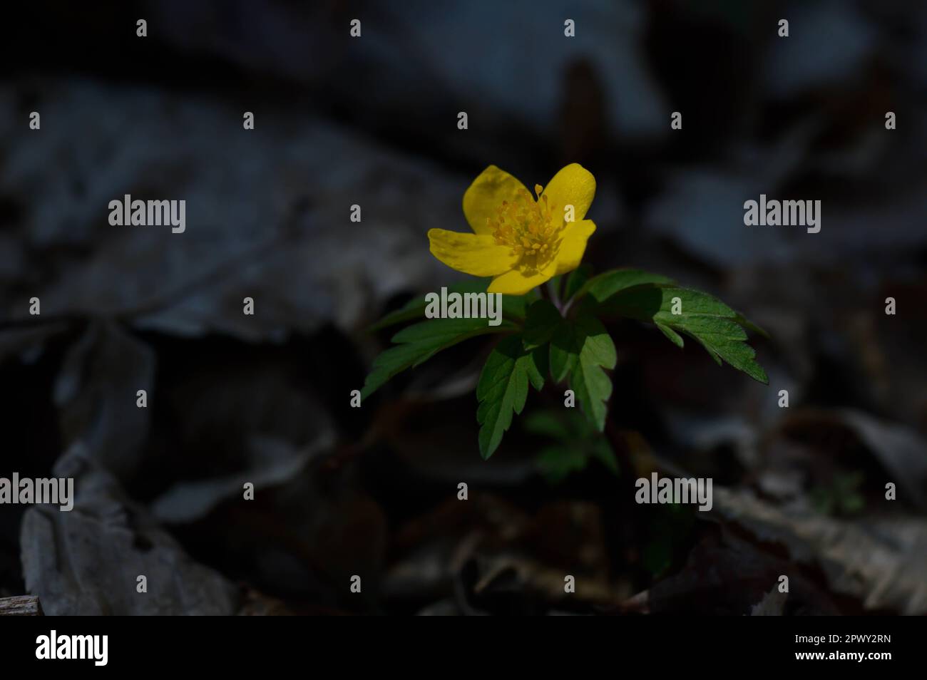 Yellow wildflower in the woods, close up flower head, small yellow ...