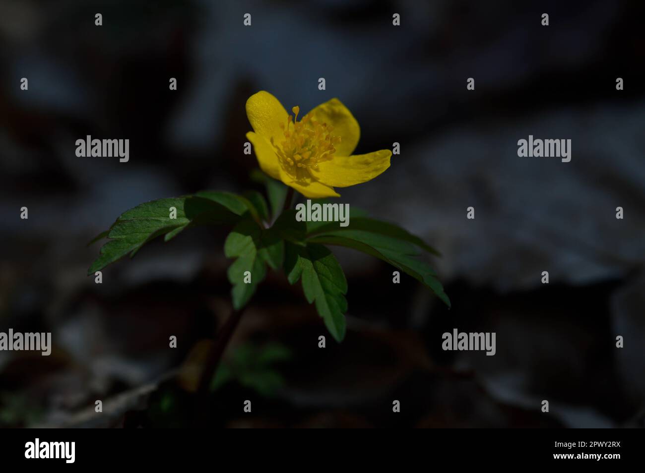 Yellow wildflower in the woods, close up flower head, small yellow ...