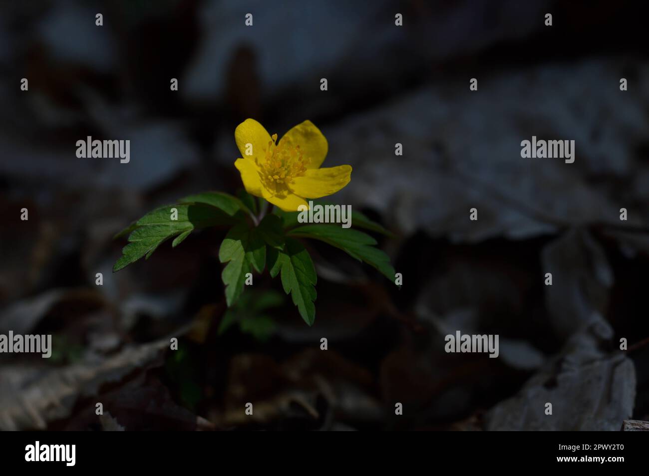 Yellow wildflower in the woods, close up flower head, small yellow ...