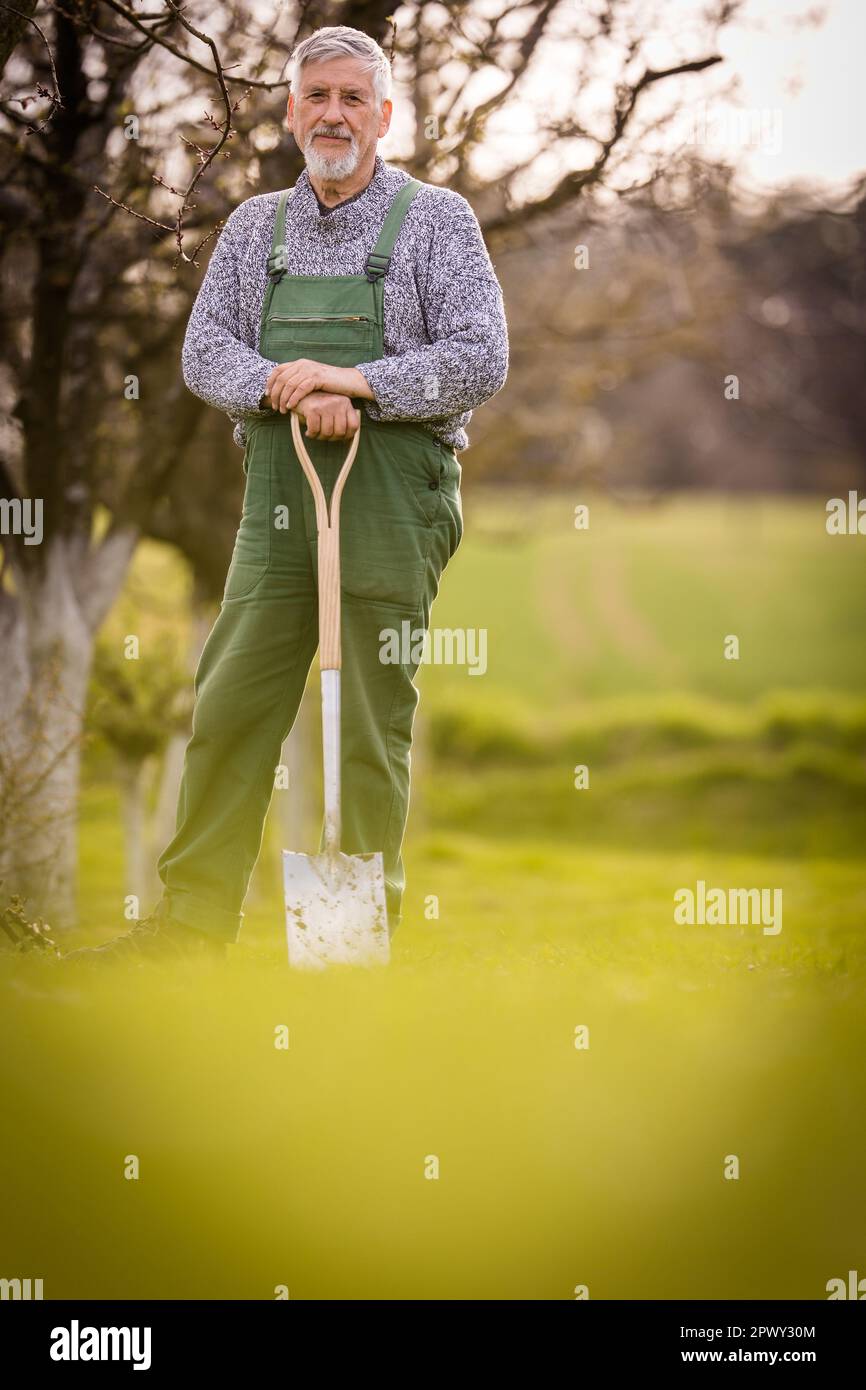 Senior gardener gardening in his permaculture garden - getting ready ...