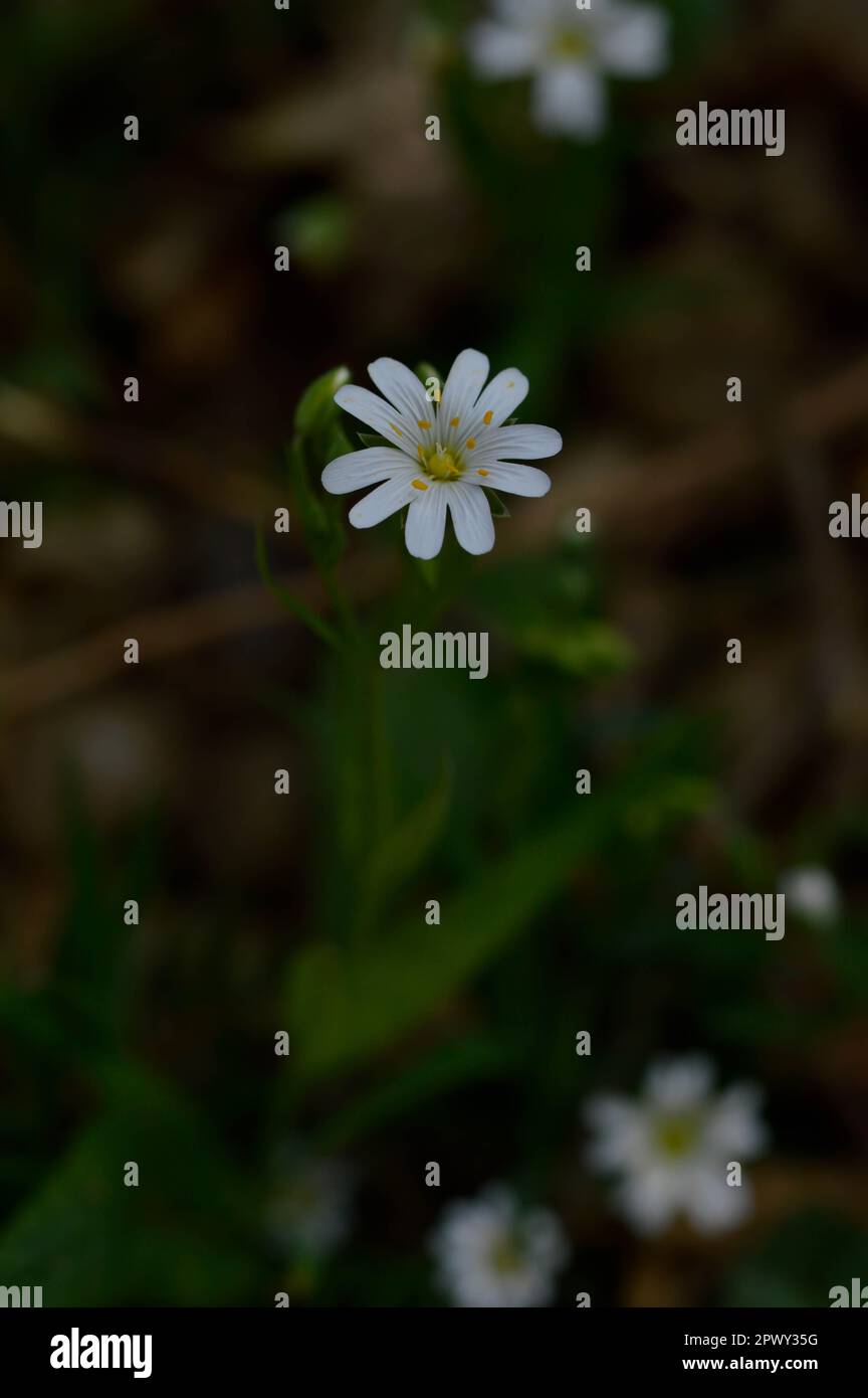 White spring wild flowers in the sunlight, Macro flower photography ...
