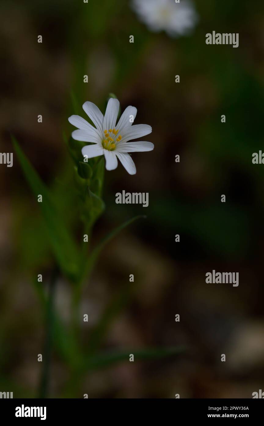 White spring wild flowers in the sunlight, Macro flower photography ...