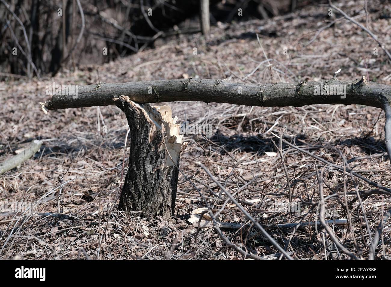 Cut out trees, stolen trees, tree stumps in nature Stock Photo - Alamy