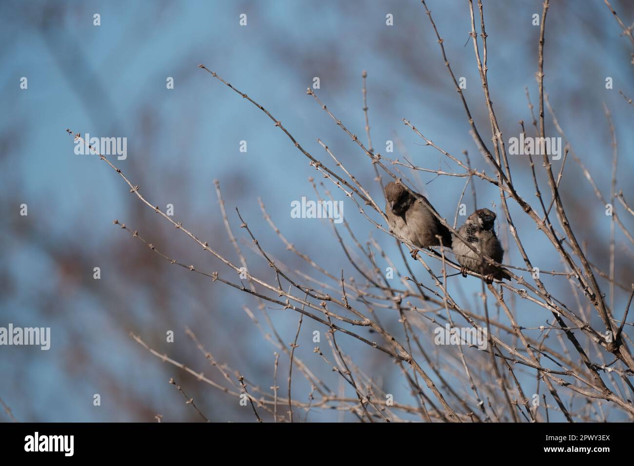 Two house sparrows on a bush, brown tiny birds in nature Stock Photo ...
