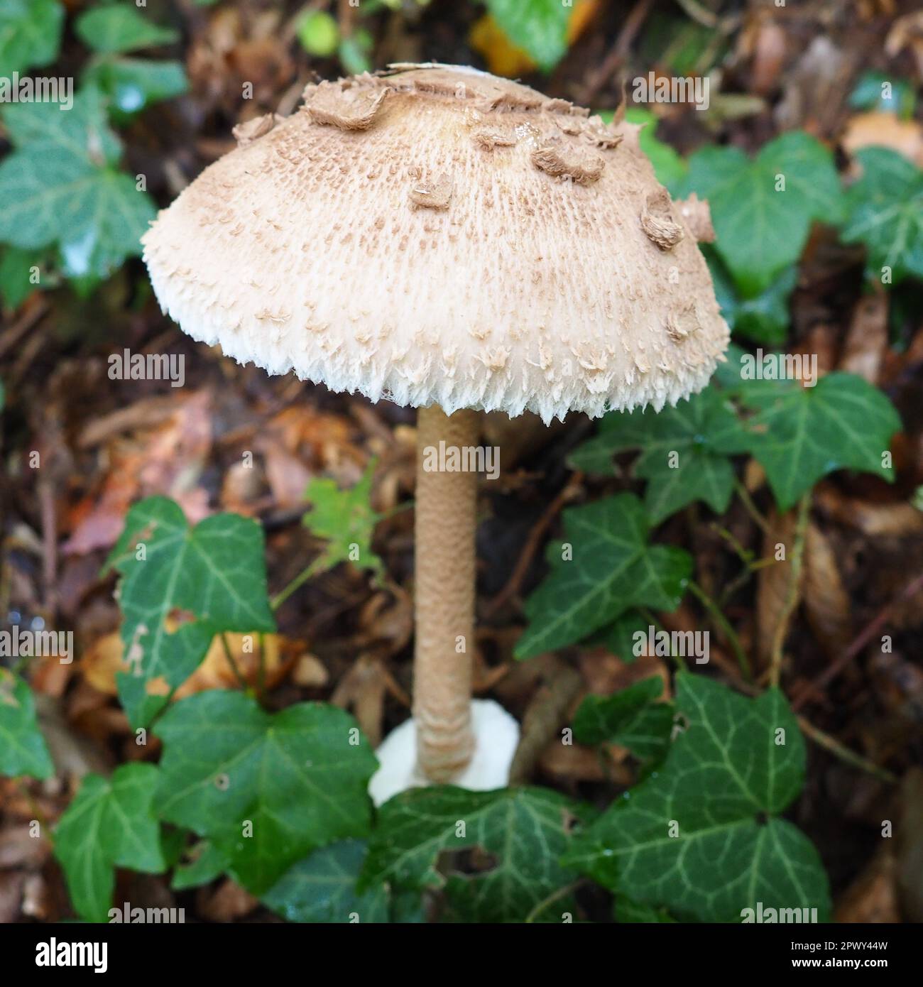 Parasol mushroom Macrolepiota procera is a species of mushrooms of the ...