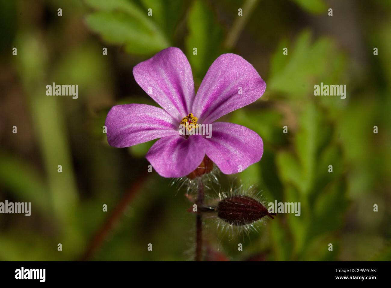 Roberts geranium geraniaceae hi-res stock photography and images - Alamy