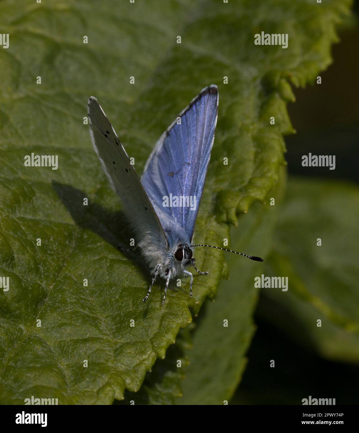 Male Holly Blue Butterfly Stock Photo - Alamy