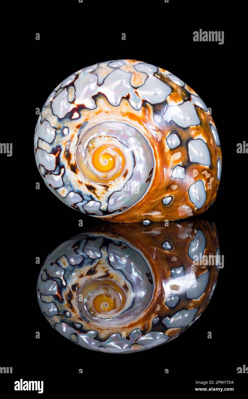 Single pearly snail sea shell of Turbo sarmaticus also known as South ...