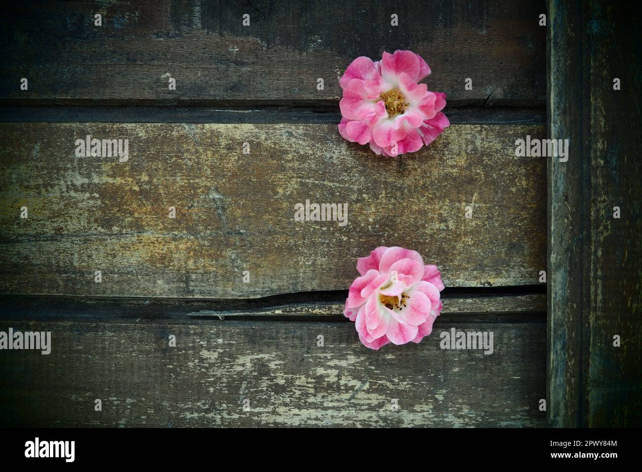 Buds of spray pink terry roses on a wooden background. Two beautiful ...
