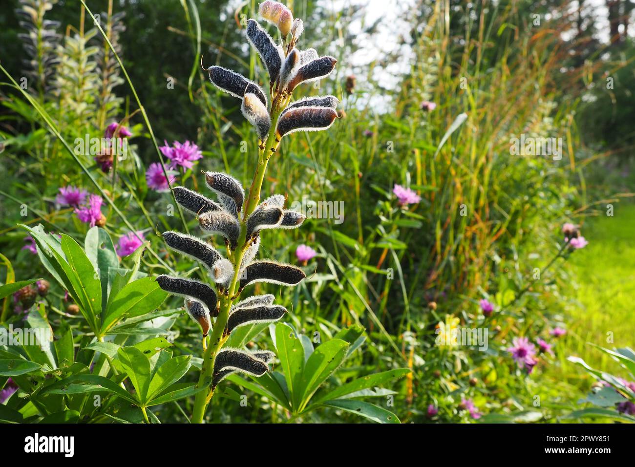 Lupine multifolia hi-res stock photography and images - Alamy