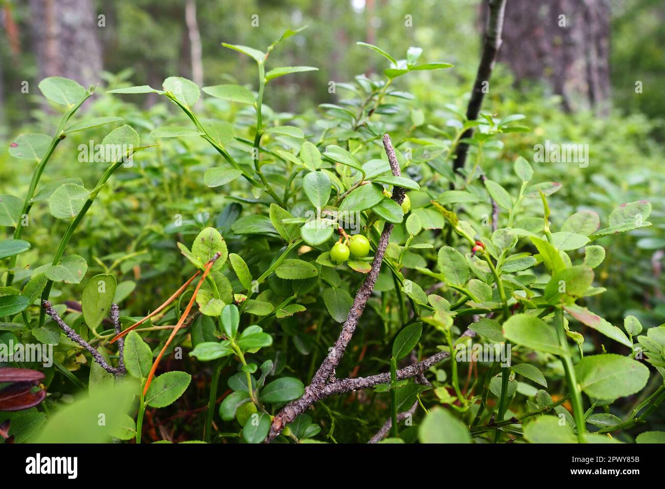 Blueberry, or Blueberry myrtle Vaccinium myrtillus, a low-growing shrub ...