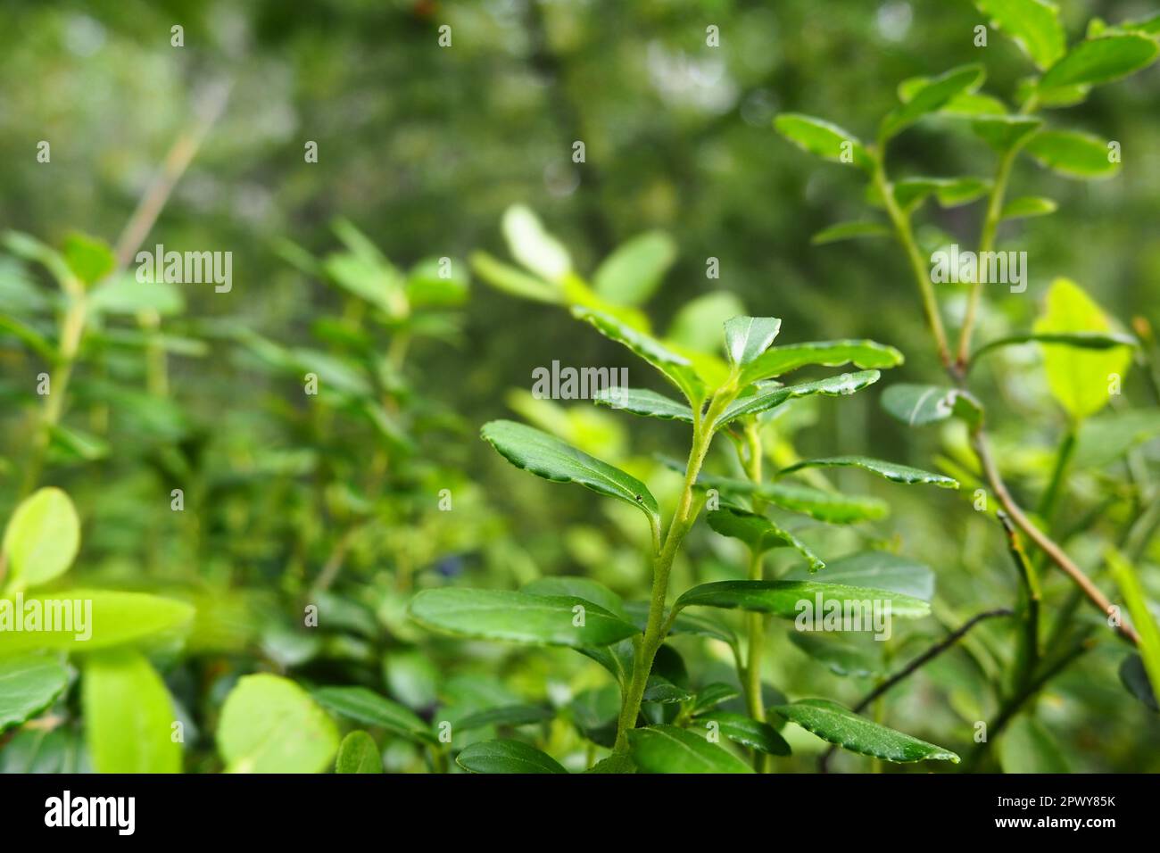 Blueberry, or Blueberry myrtle Vaccinium myrtillus, a low-growing shrub ...