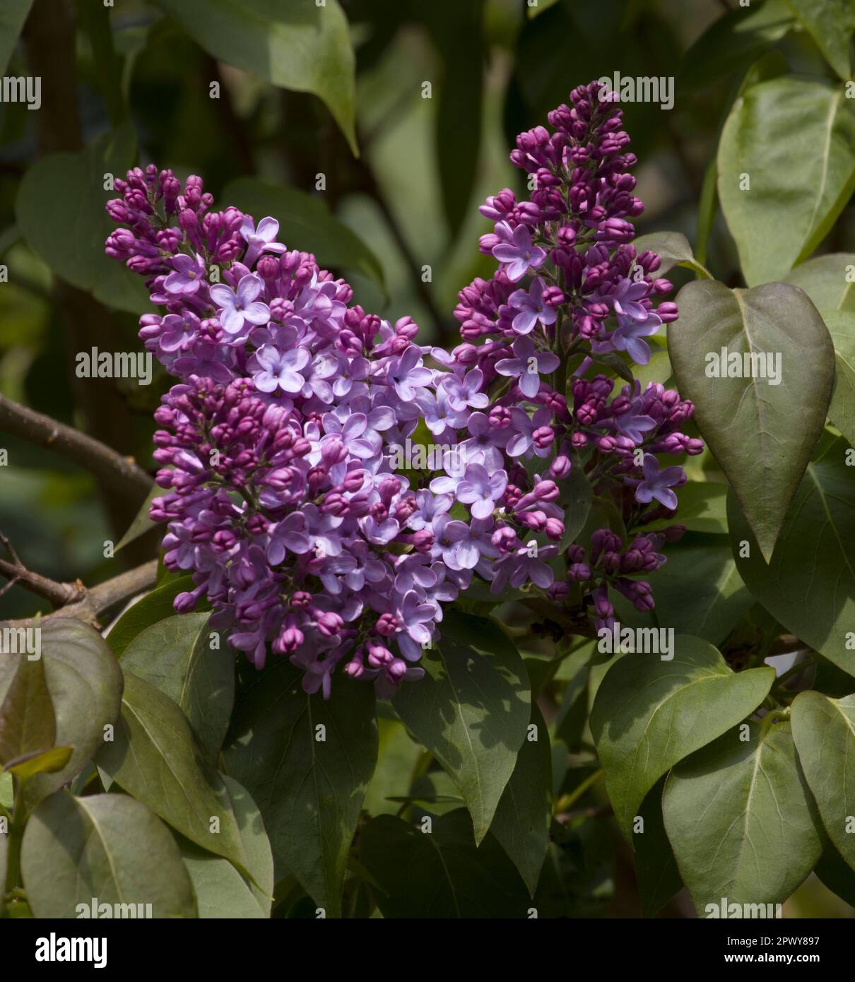 Shrub biodiversity hi-res stock photography and images - Alamy