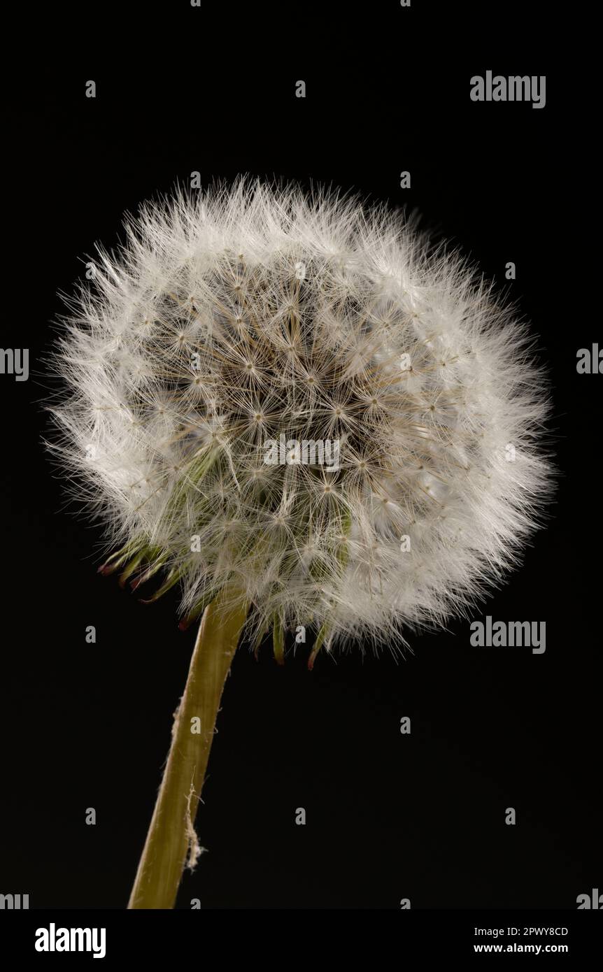 Dandelion Clock Seedhead Stock Photo - Alamy