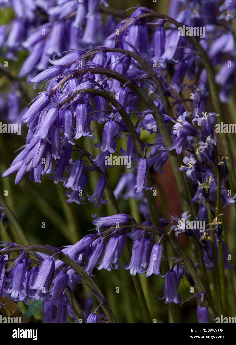 Bulbous toes hi-res stock photography and images - Alamy