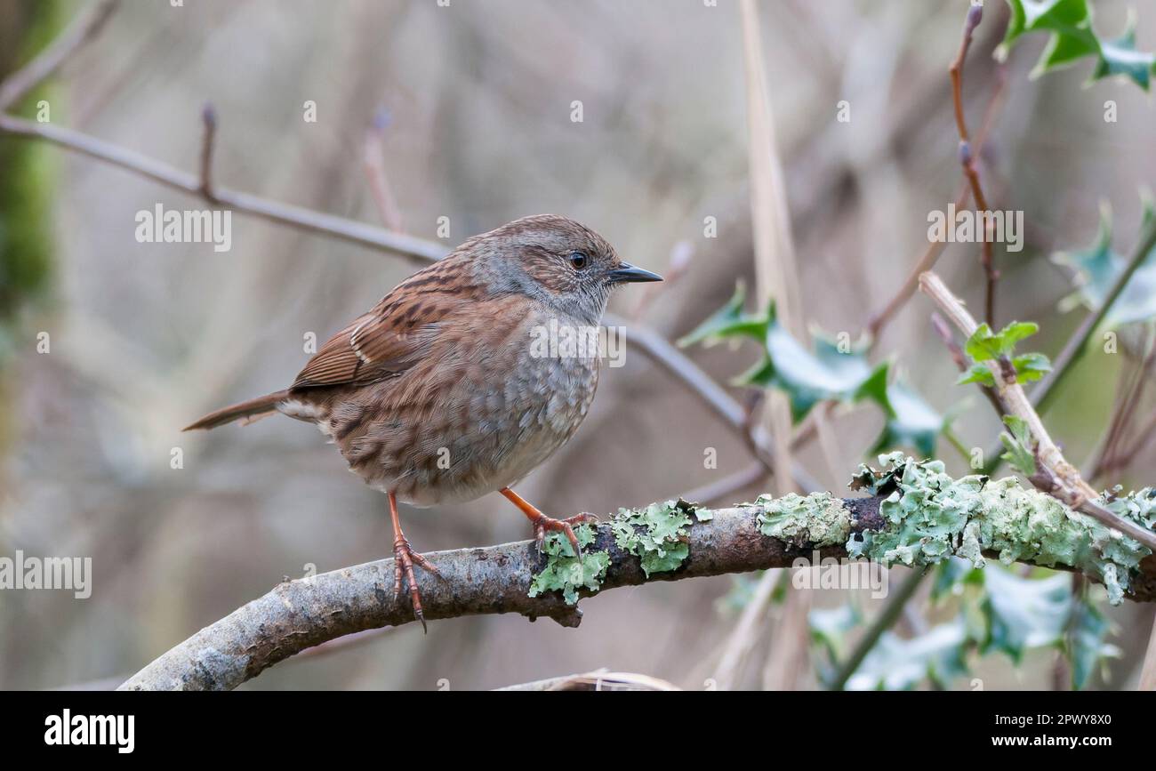 Just a Dunnock Stock Photo - Alamy