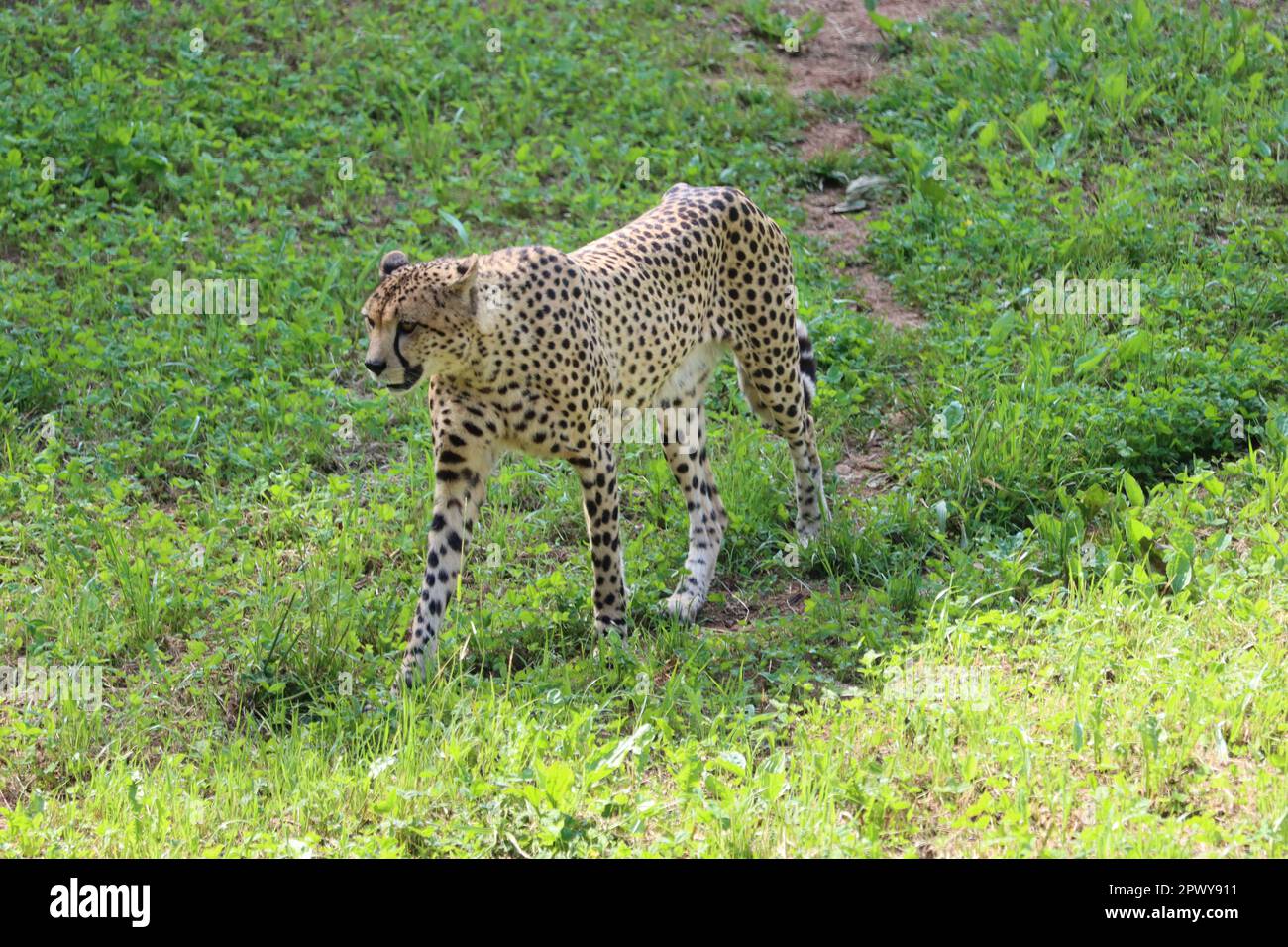 beautiful cheetah fast dangerous wild stealth carnivorous hunter Stock ...