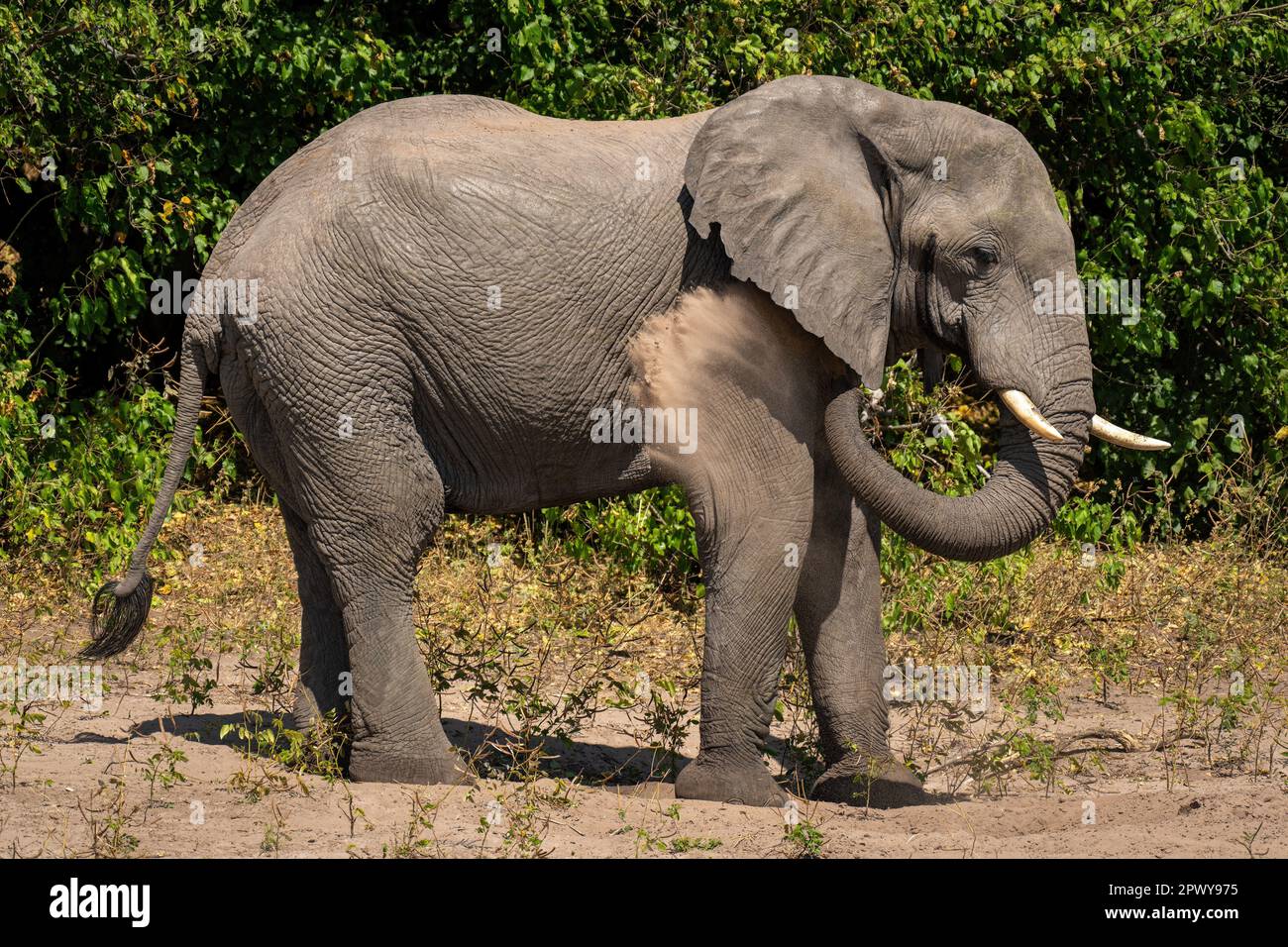 African elephant stands spraying sand over flank Stock Photo - Alamy