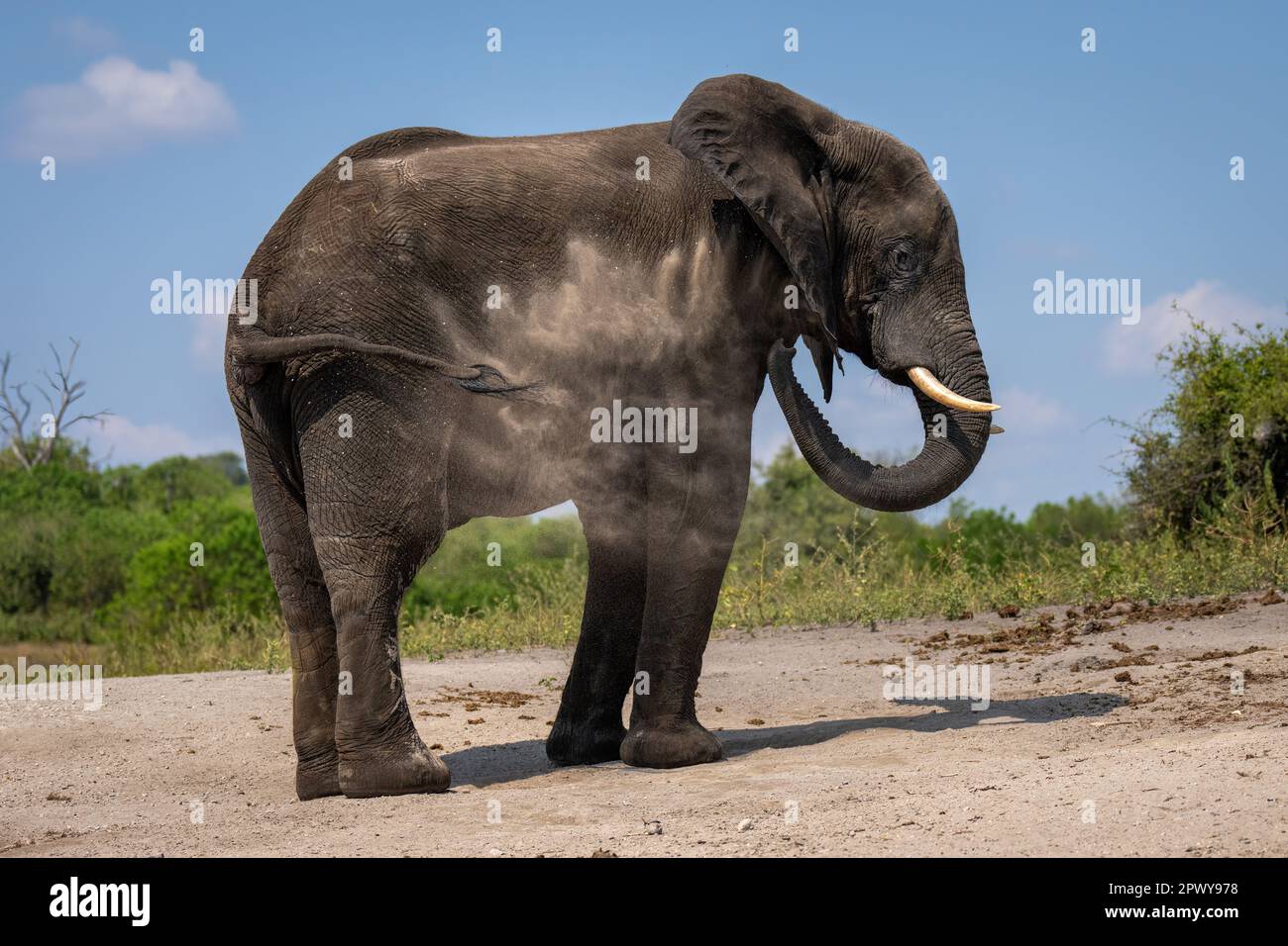 African elephant stands throwing sand over flank Stock Photo - Alamy