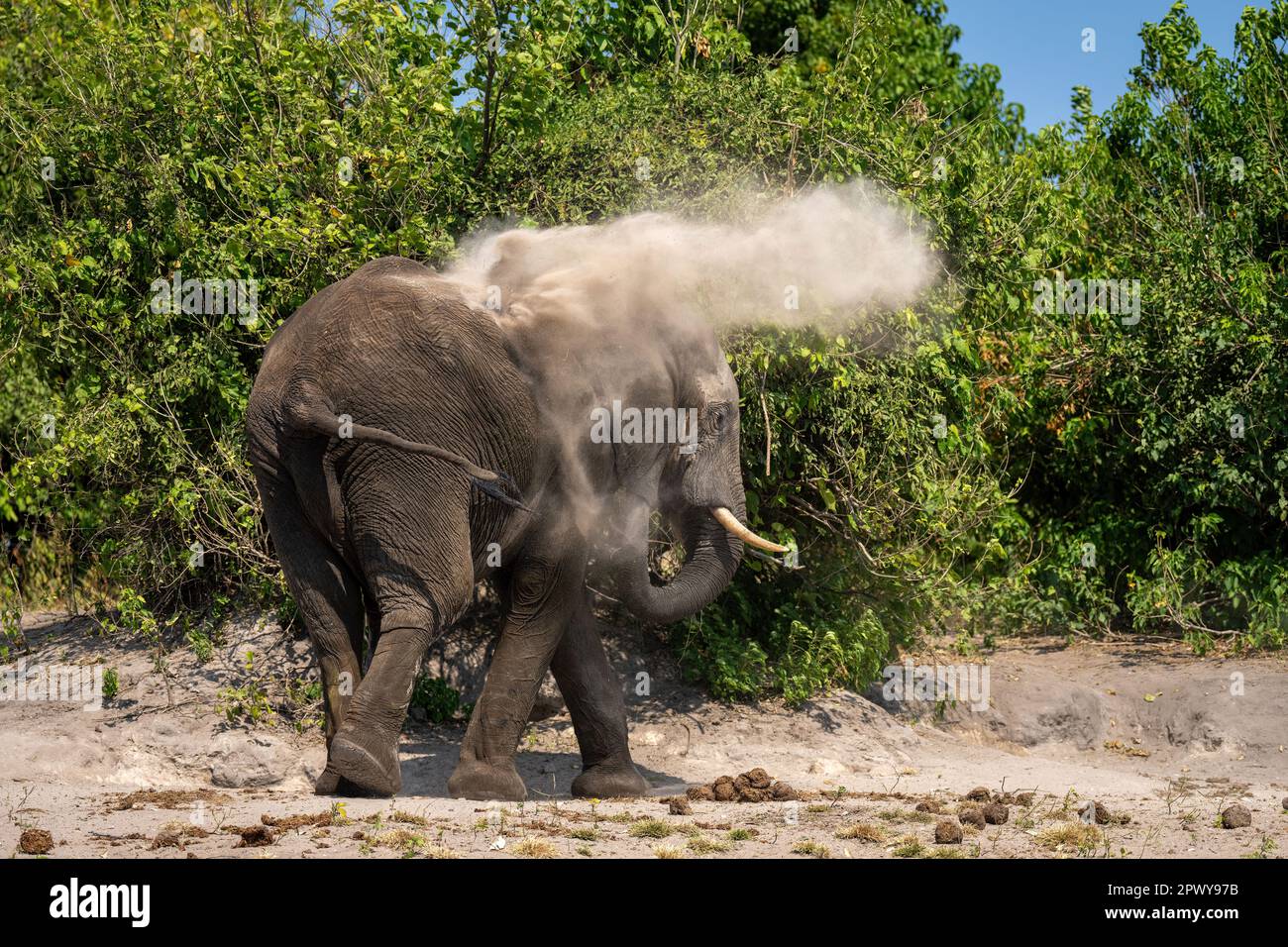 African elephant stands throwing dust over itself Stock Photo - Alamy