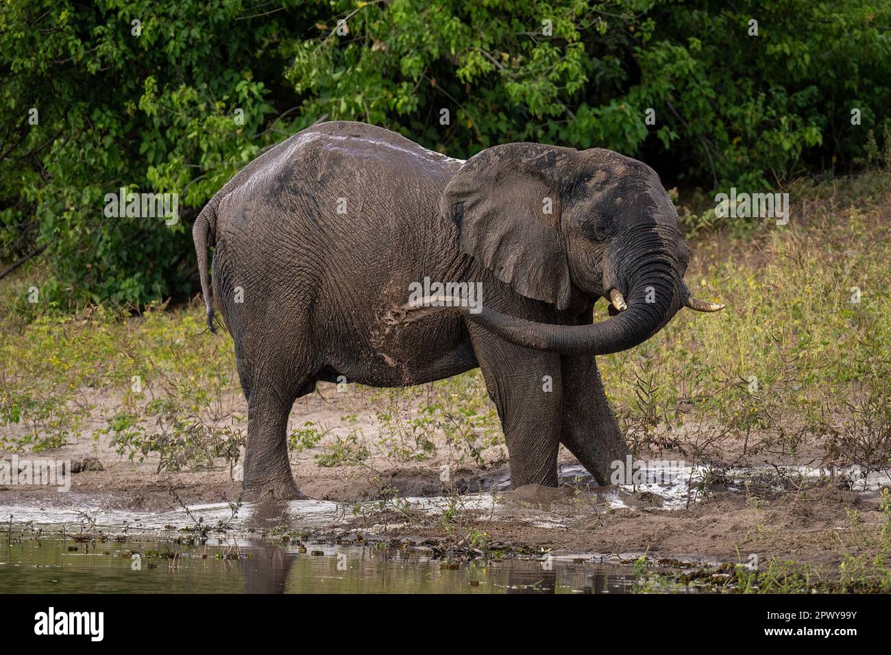 African elephant throwing muddy water over flank Stock Photo - Alamy