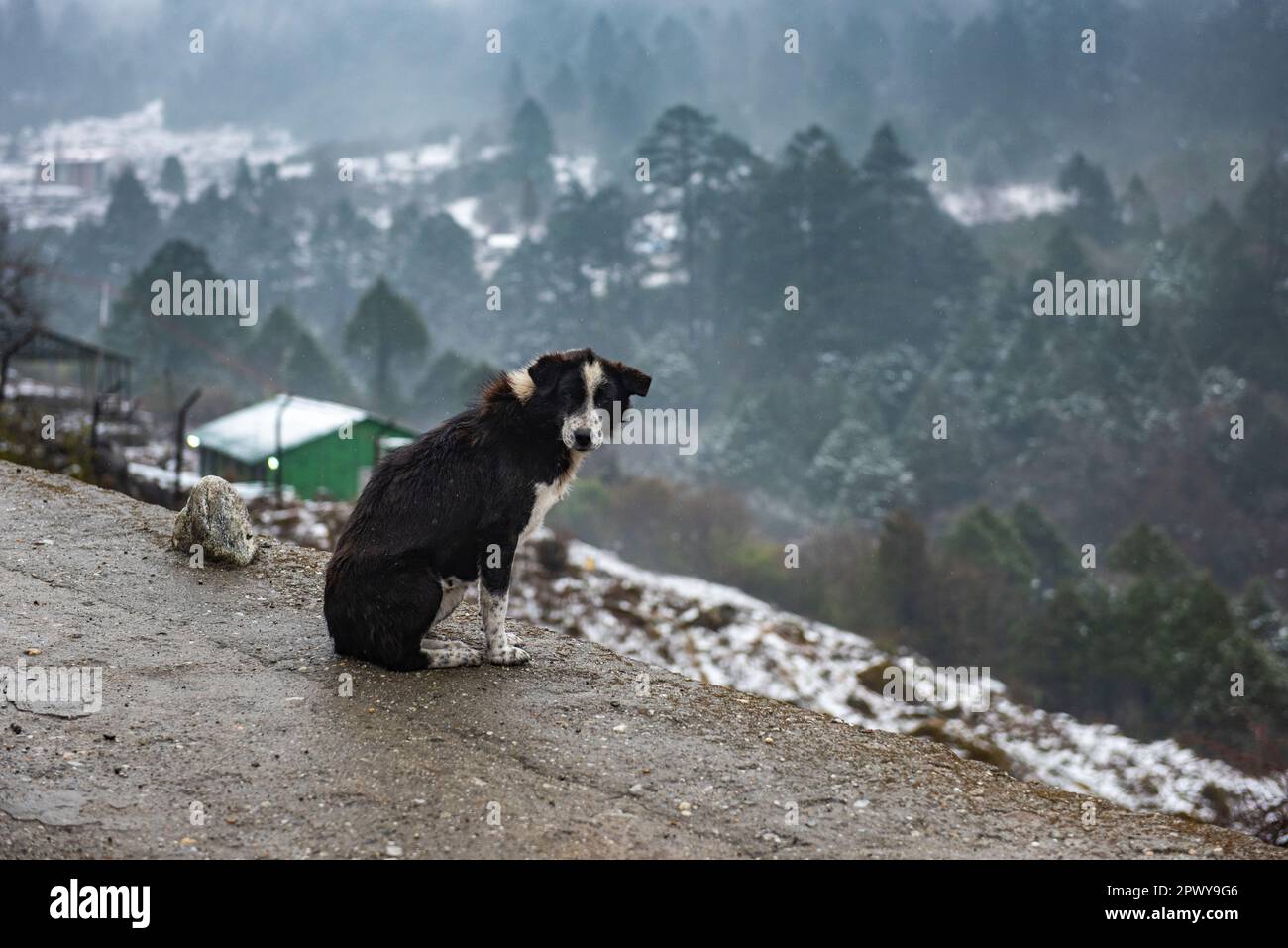 Lachung is a town and hill station in northeast Sikkim, India. Portrait ...