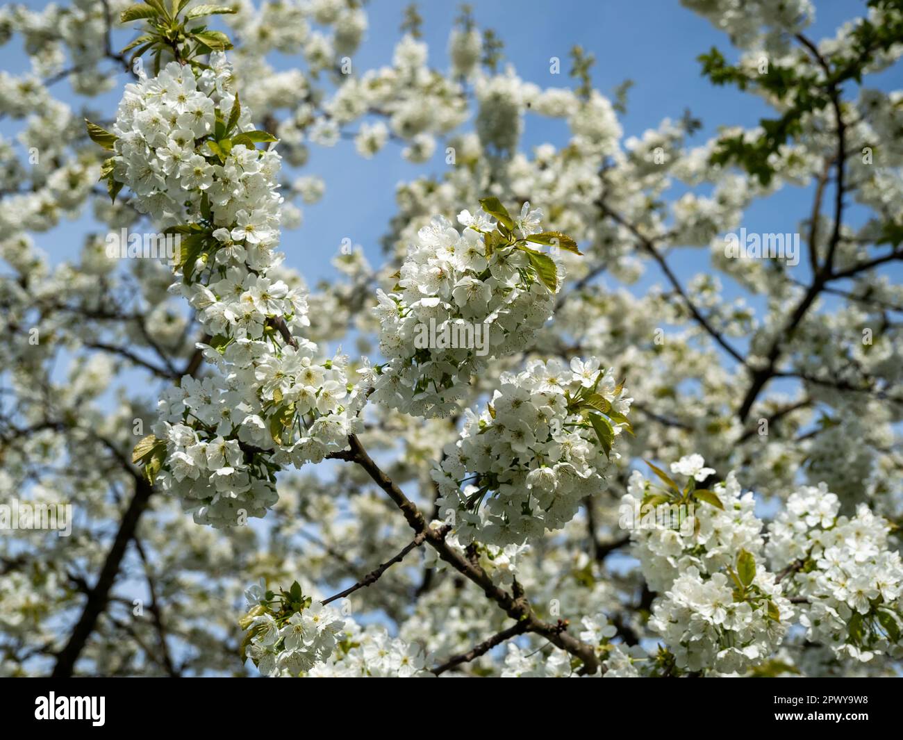 Blossoming branch of an apple tree. Apple tree. Apple tree flowers ...