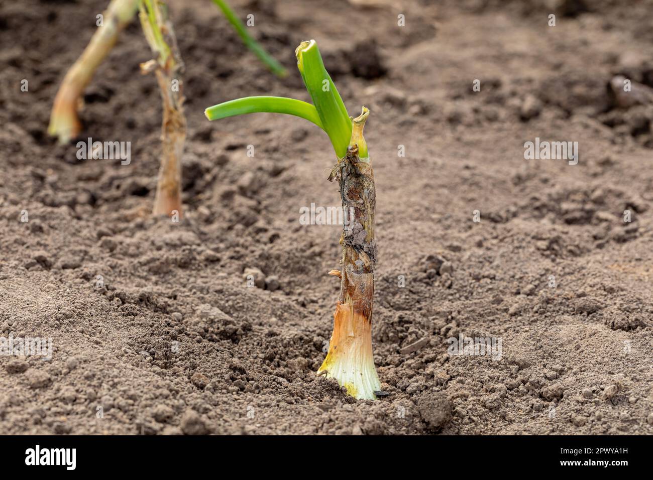 Yellow onion transplant growing in garden. Gardening, organic produce ...