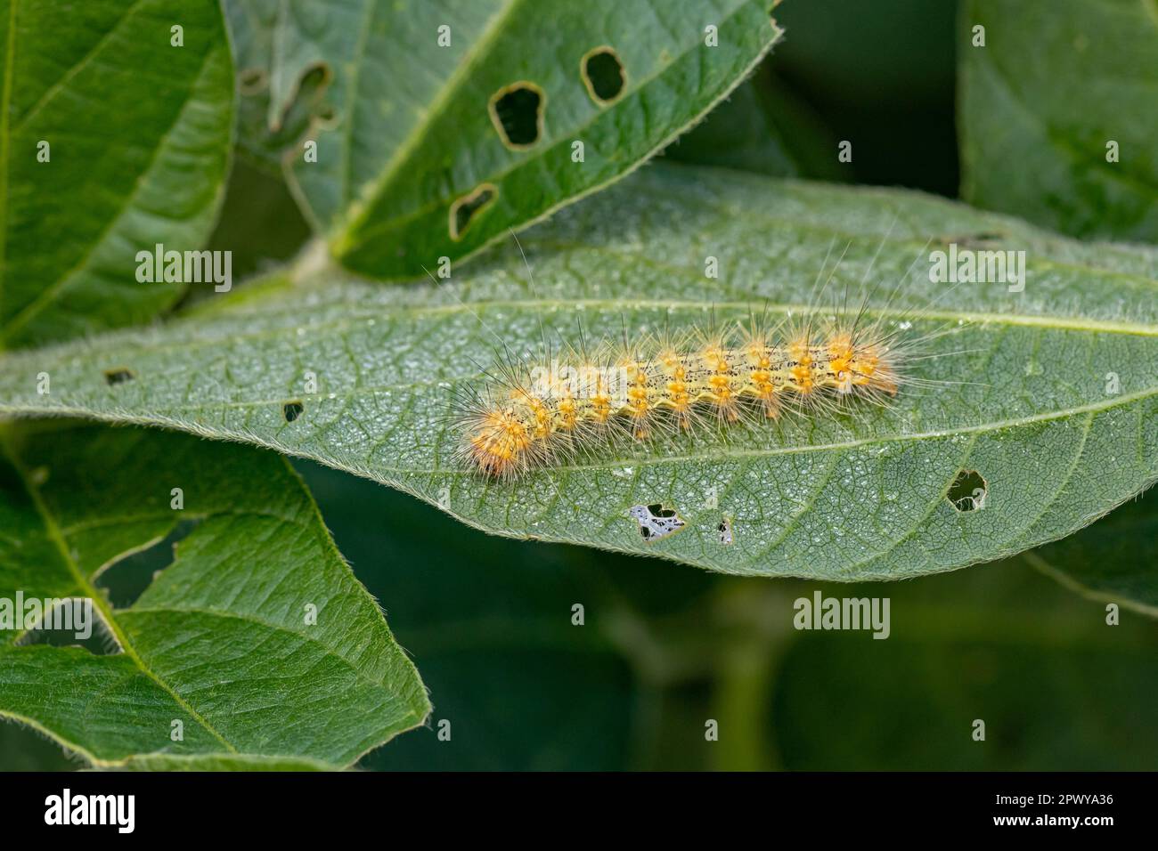Saltmarsh Caterpillar eating soybean plant leaf causing damage and ...