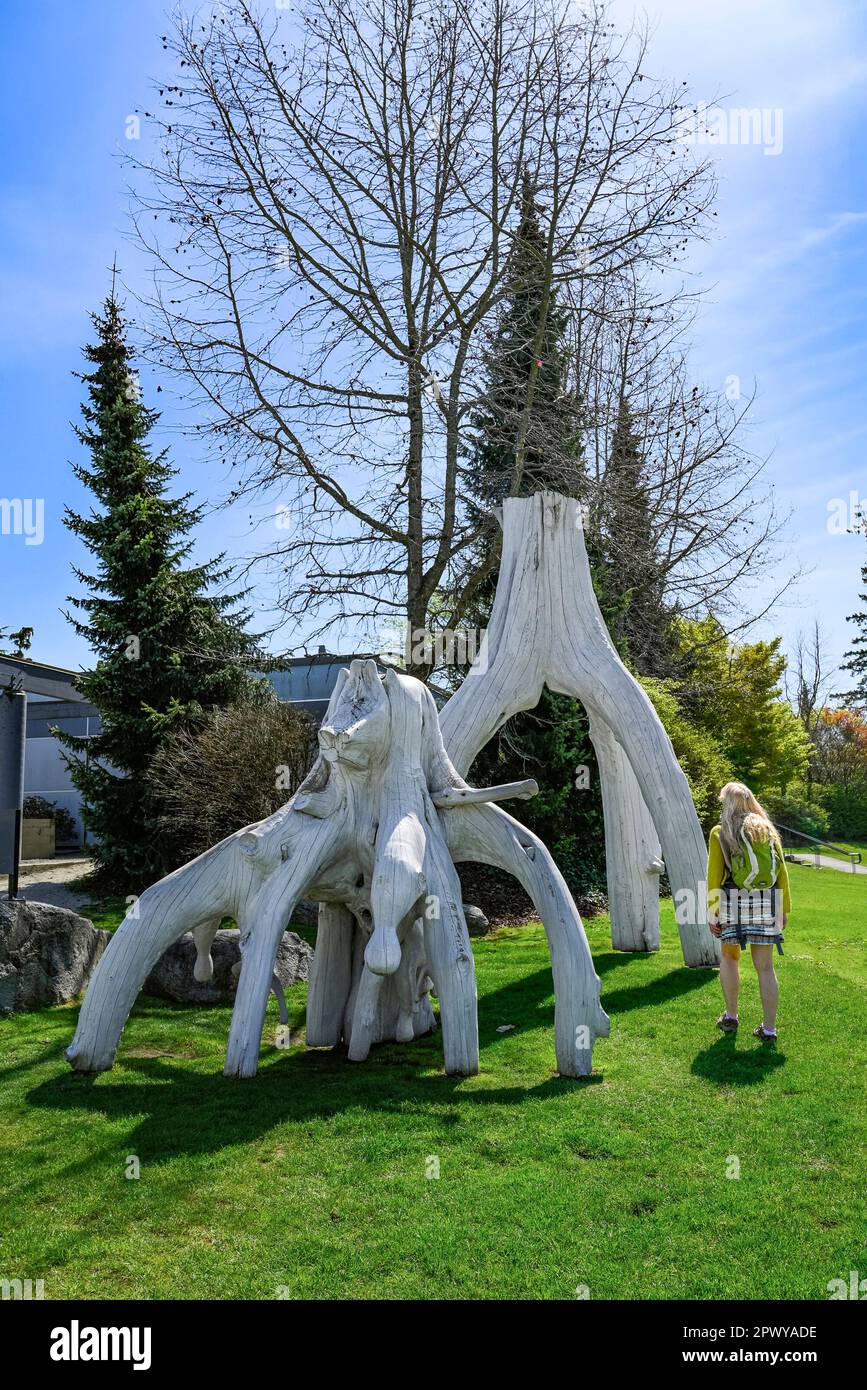 Tree root sculpture near Seniors Activity Centre, West Vancouver ...