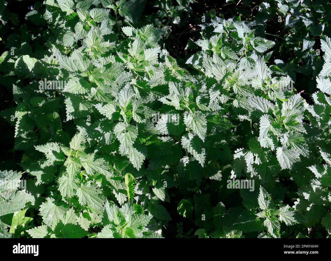 Stinging nettles. Urtica dioica - common nettle, burn nettle, stinging ...