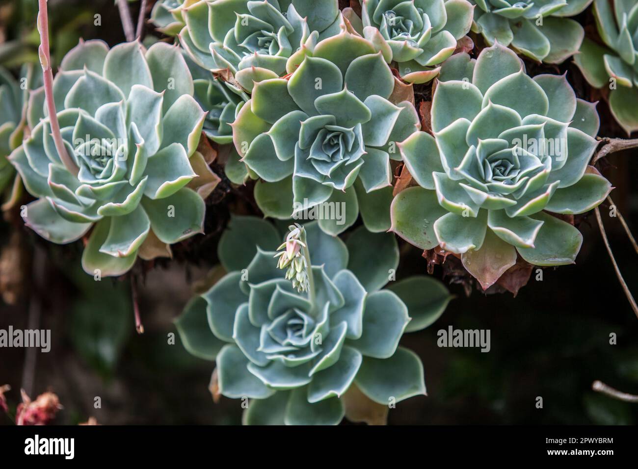 Compact rosettes of Echeveria, family Crassulaceae. Closeup Stock Photo ...