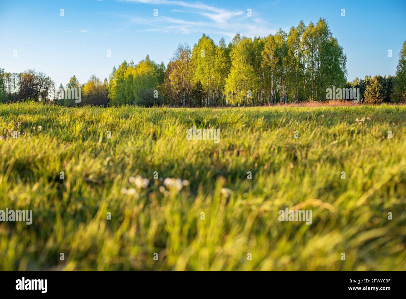 Meadow tree frog hi-res stock photography and images - Alamy
