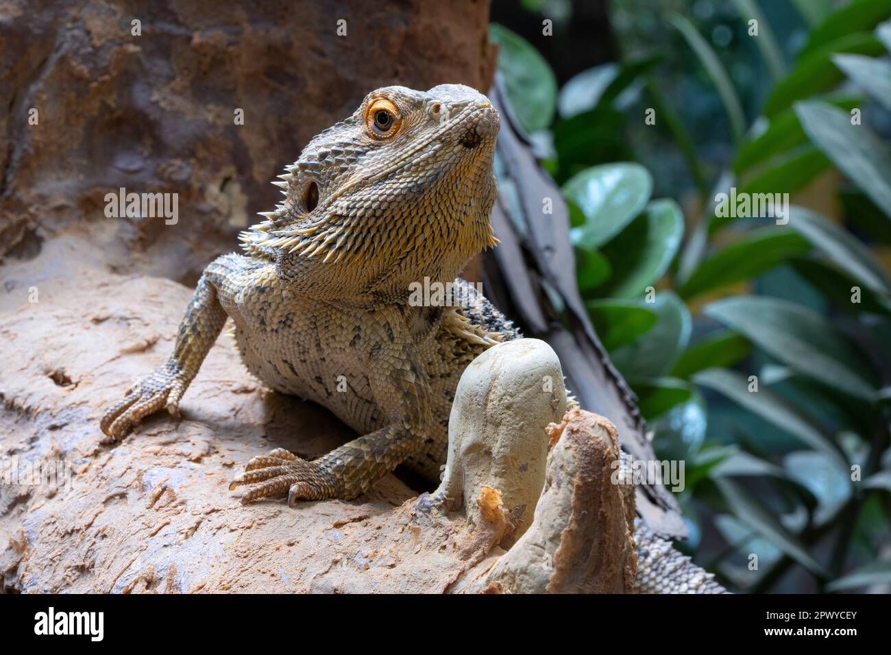 Close up image of Inland Bearded Dragon (Pogona vitticeps Stock Photo ...