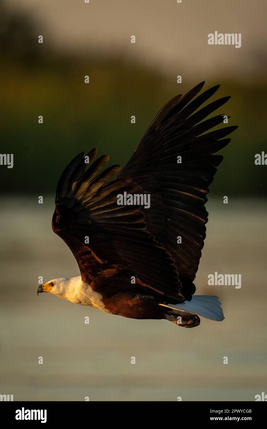Flies low over water hi-res stock photography and images - Alamy
