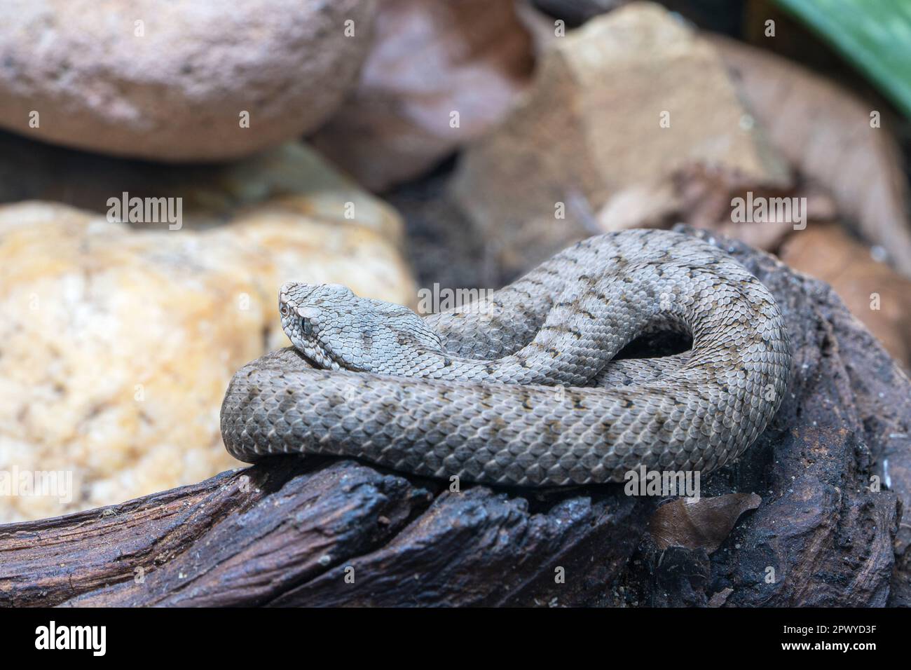 Aspic viper vipera aspis hi-res stock photography and images - Alamy