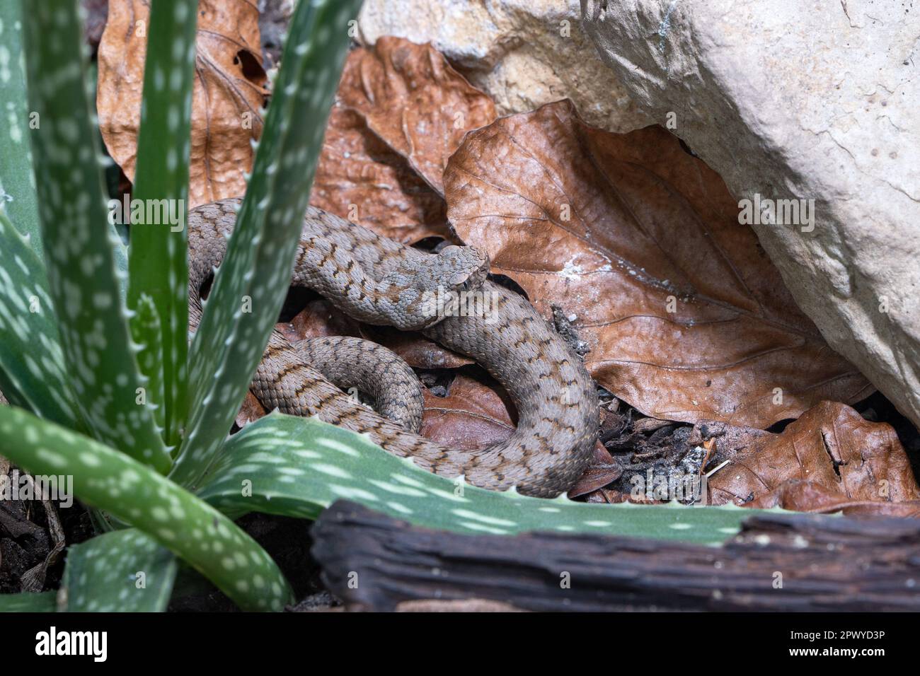 Asp viper aspic viper vipera hi-res stock photography and images - Alamy
