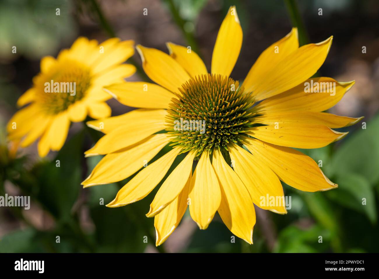 Coneflower (Echinacea purpurea), flowers of summer Stock Photo - Alamy