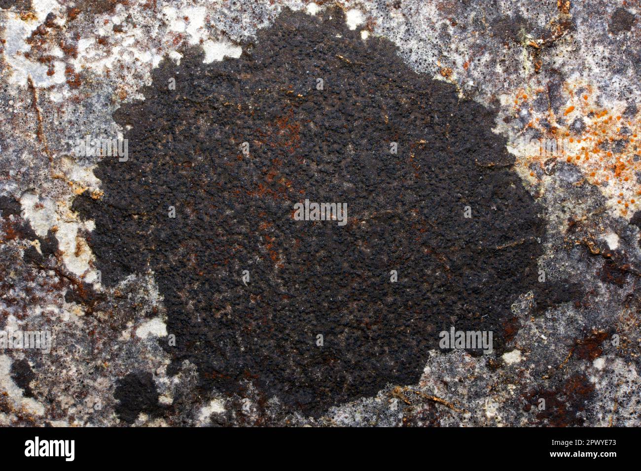 Verrucaria nigrescens is a crustose lichen common on calcareous rocks ...