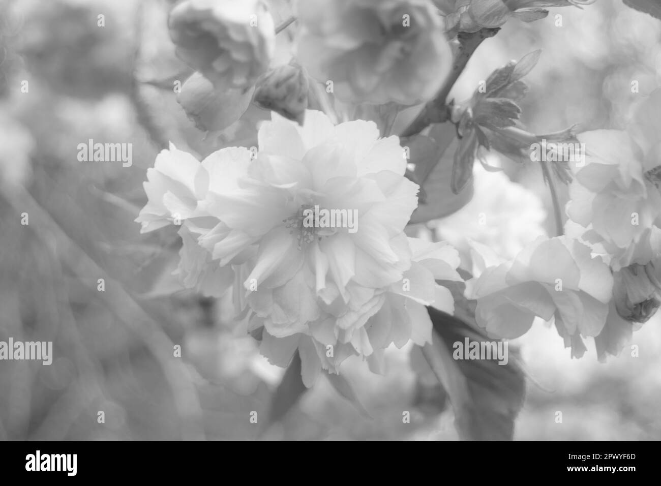Blooming flowers on fruit tree Black and White Stock Photos & Images ...