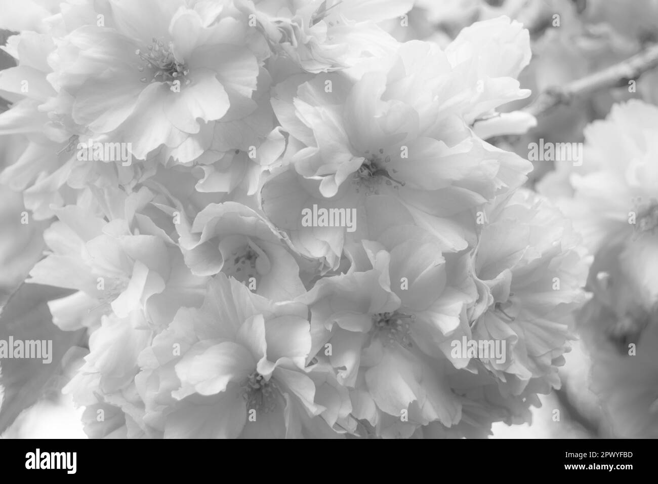 Delicate white flowers on tree Black and White Stock Photos & Images ...