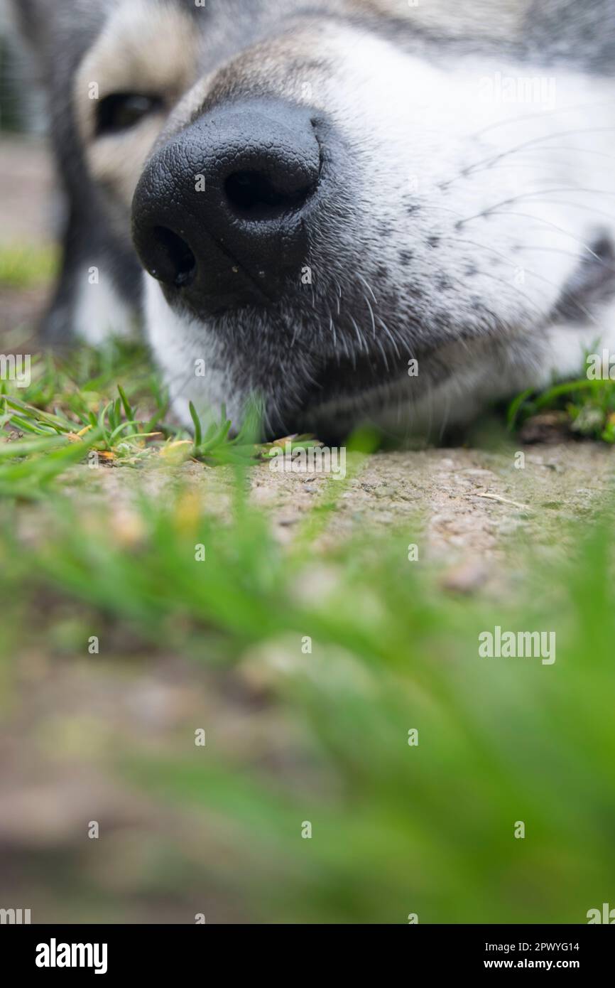 Siberian wolf husky resting at the park Stock Photo - Alamy