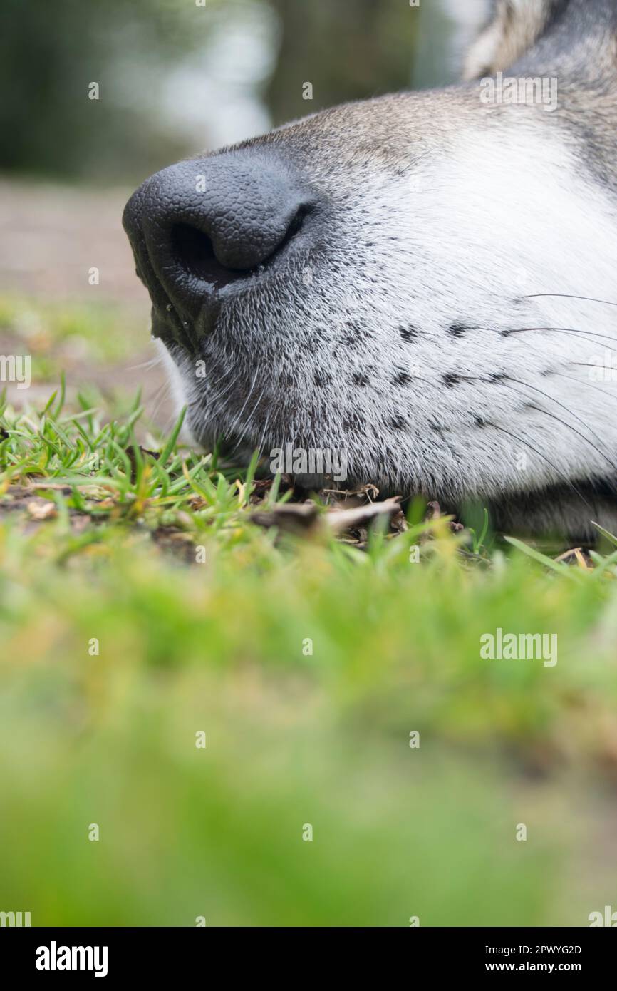 Siberian wolf husky resting at the park Stock Photo - Alamy