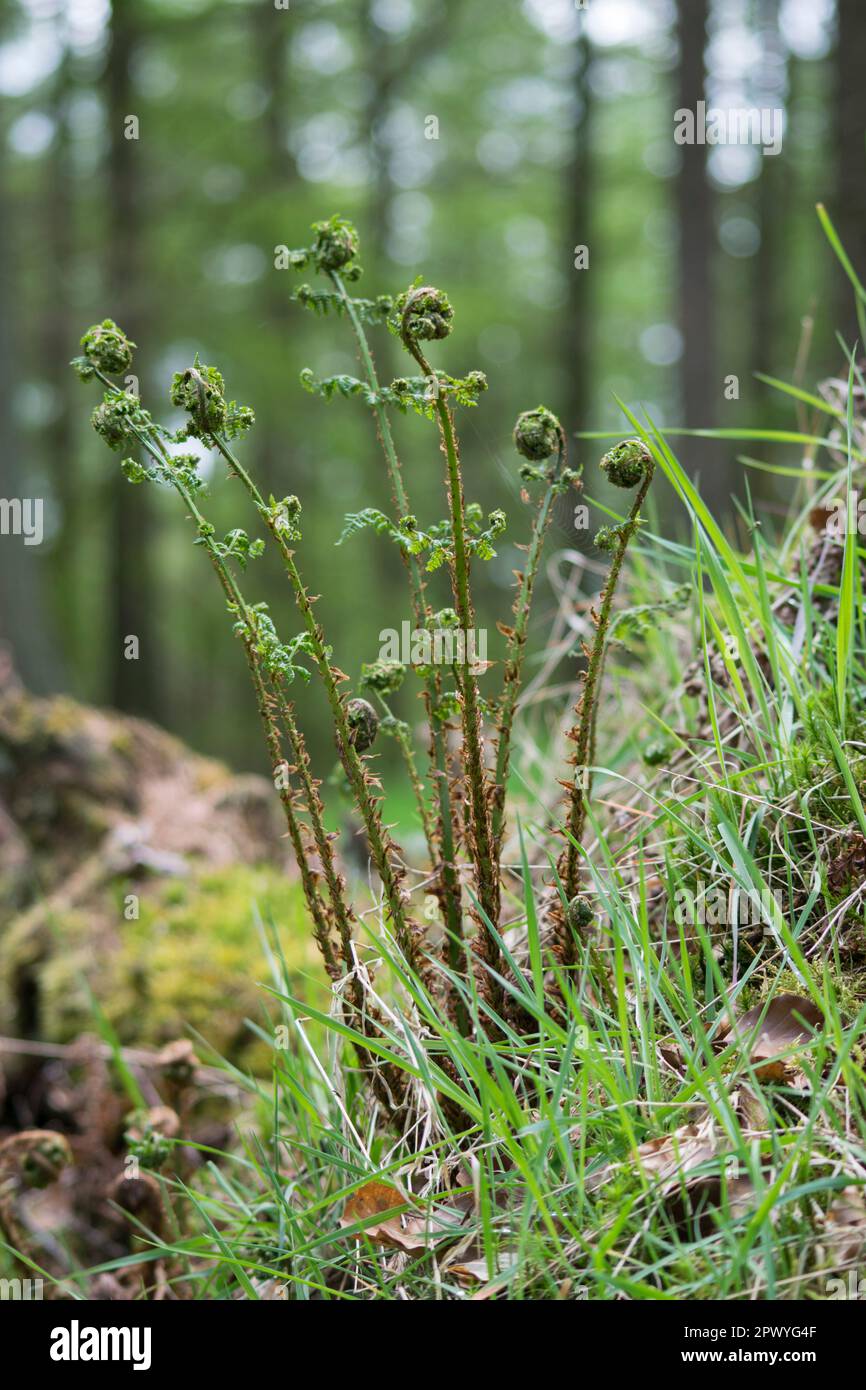Unfurling fern on a forest floor Stock Photo - Alamy