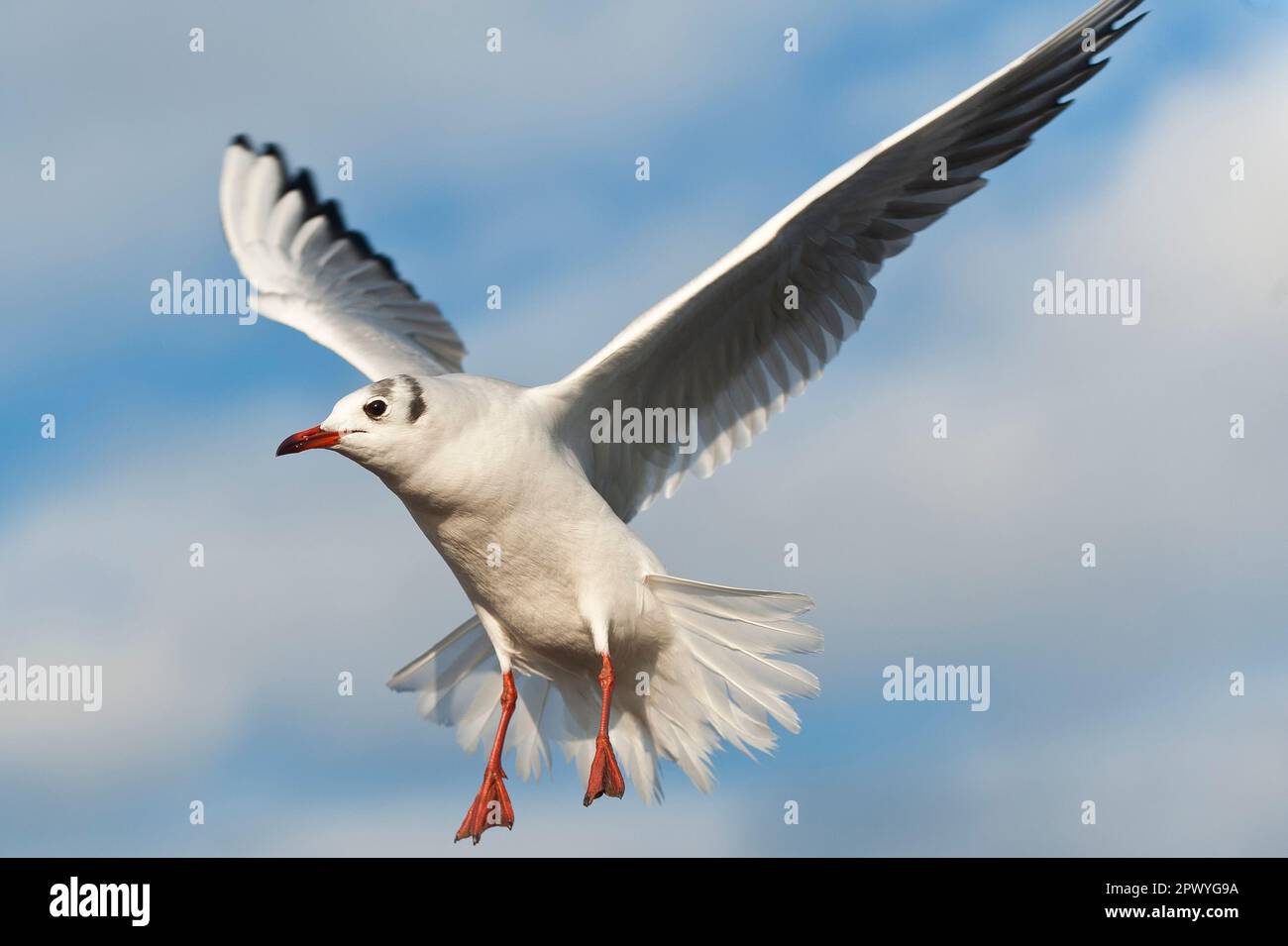 Seagull wildly fluttering in the air with spread wings against blurred ...