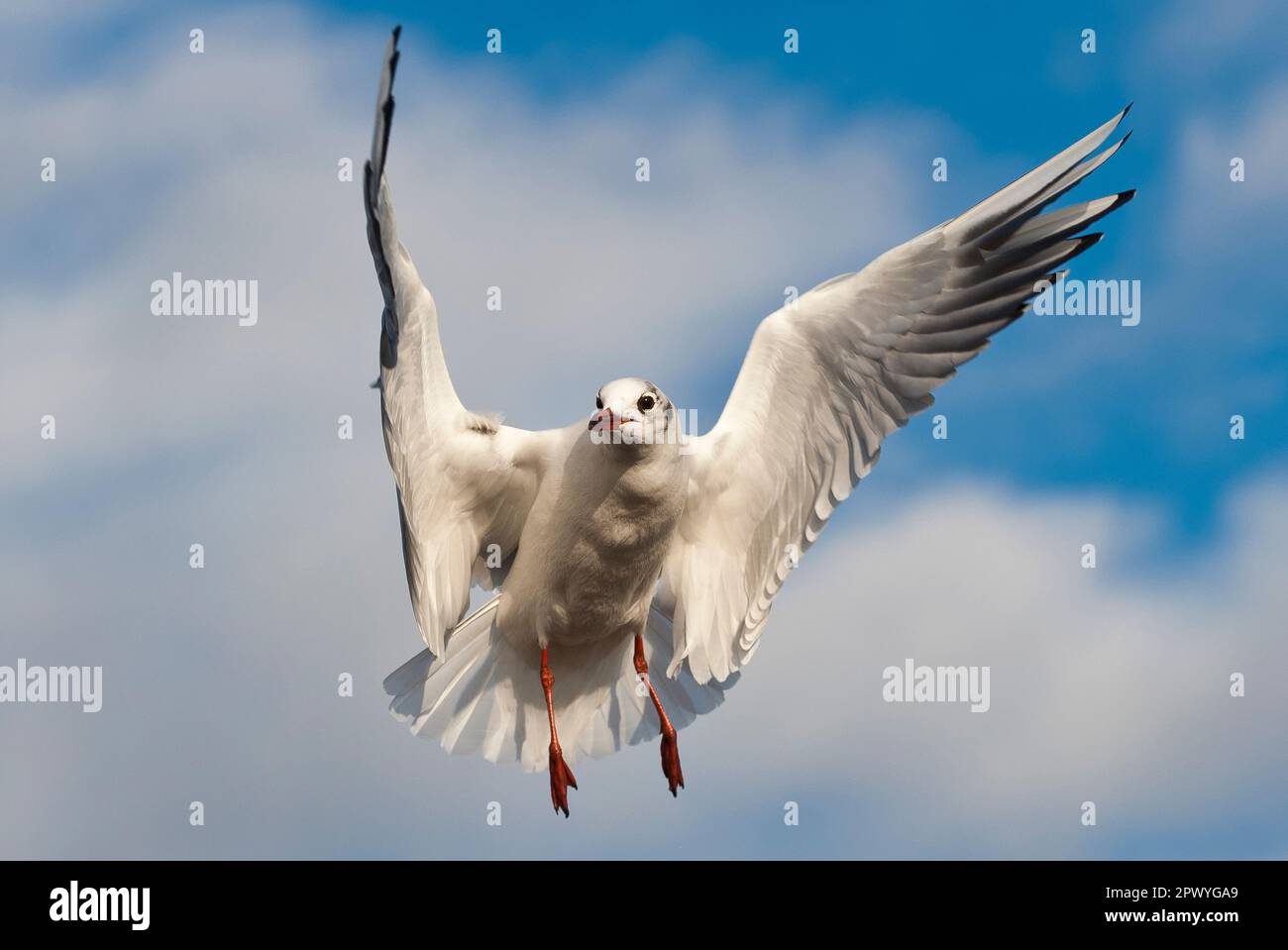 Seagull wildly fluttering in the air with spread wings against blurred ...