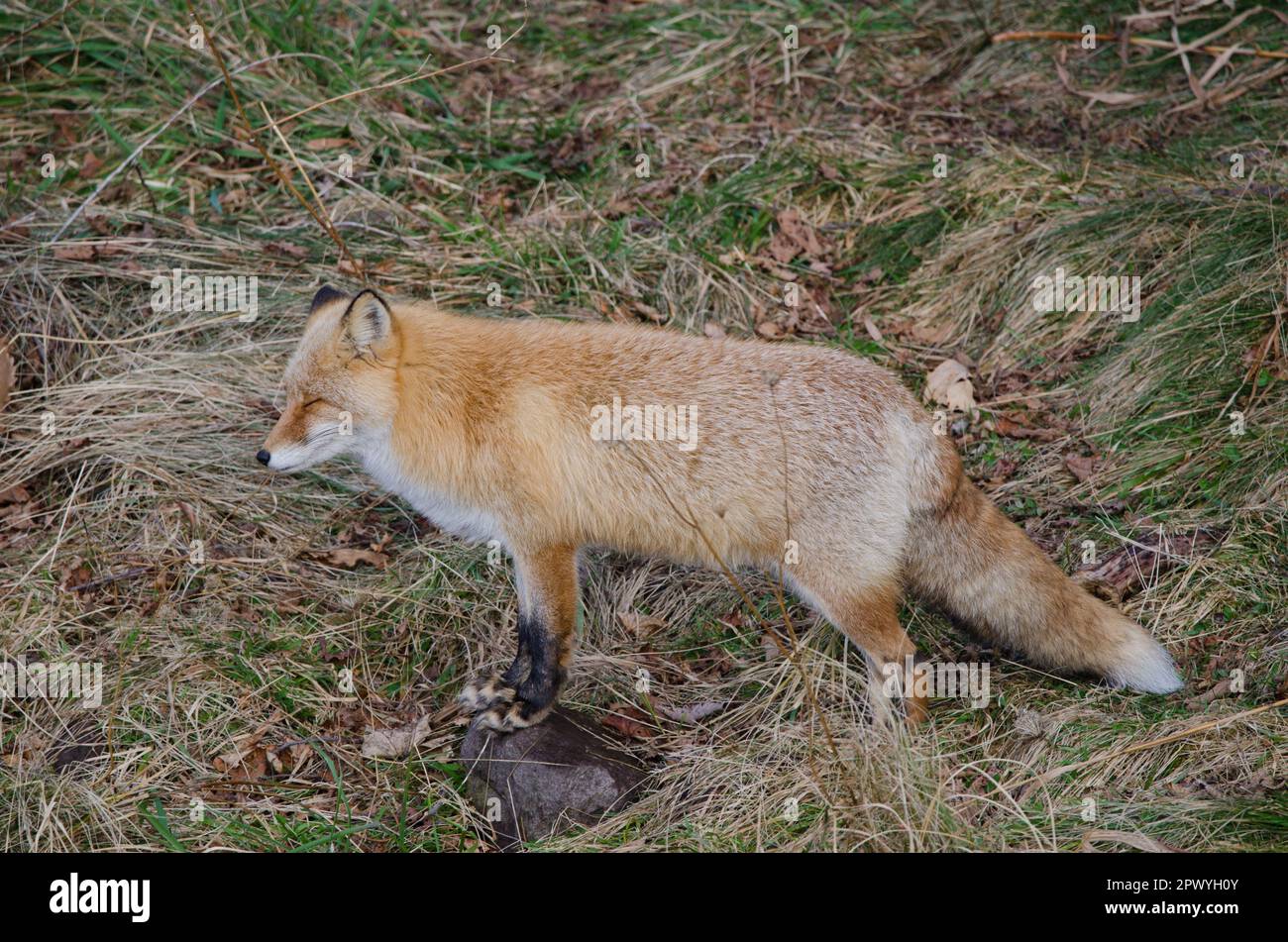 Ezo red fox Vulpes vulpes schrenckii. Utoro. Shiretoko Peninsula ...