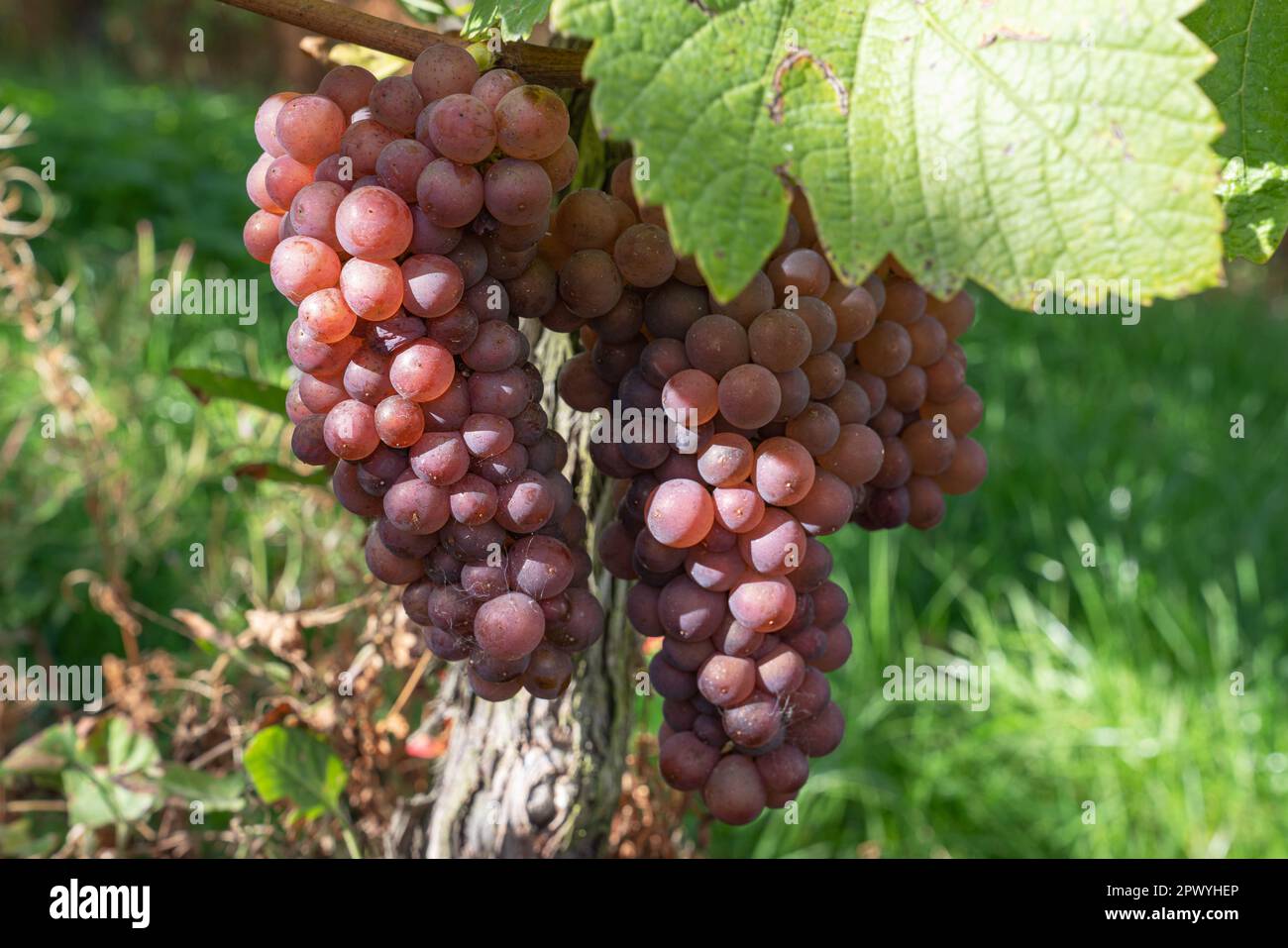 Common grape vine (Vitis vinifera), Rhine Valley, Germany Stock Photo ...