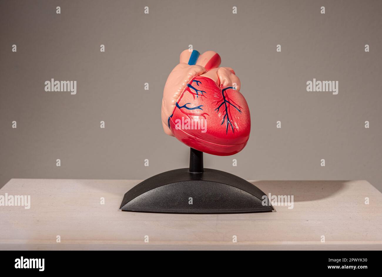 Gothenburg, Sweden - March 28 2021: Plastic medical model of the human ...